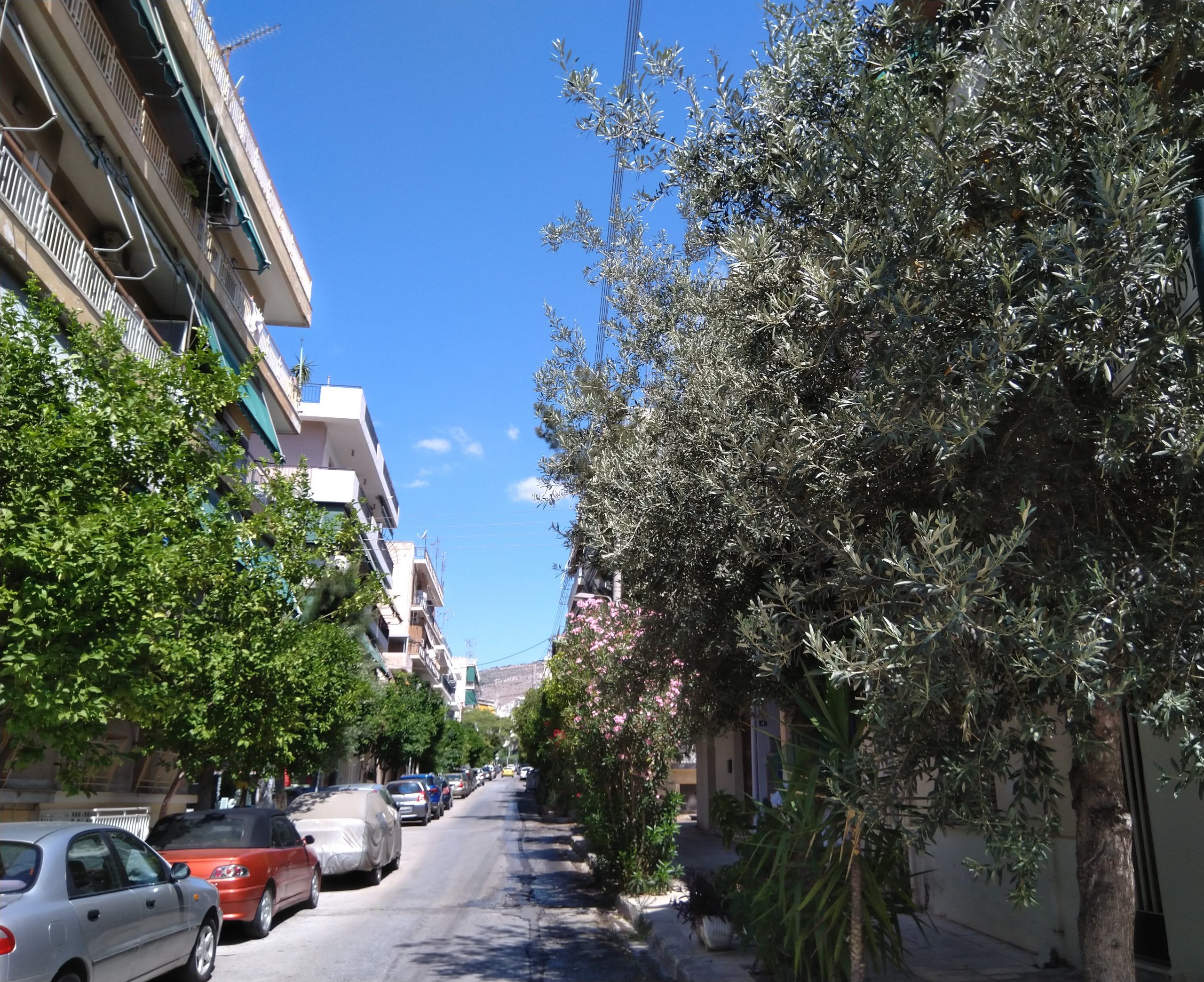 ΚΛΑΔΕΜΑ ΚΑΙ ΚΑΛΛΩΠΙΣΜΑ ΔΕΝΔΡΩΝ ΣΤΟ ΚΟΡΥΔΑΛΛΟ - Manuscript || Χειρόγραφο